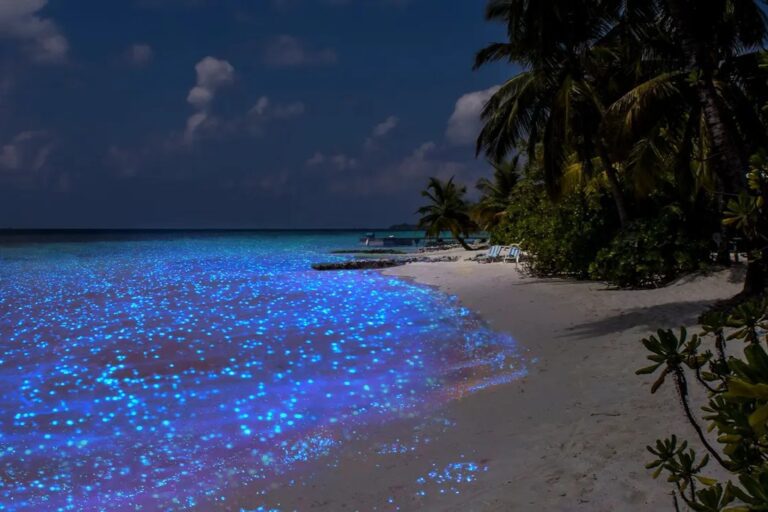 7 Most Active Bioluminescent Beaches Around The World