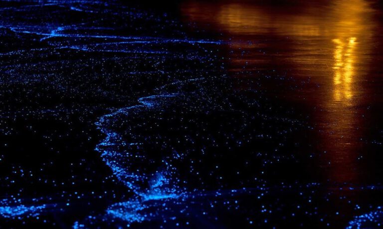 7 Most Active Bioluminescent Beaches Around The World